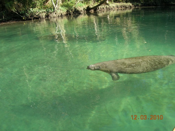 Florida manatee on the Weeki Wachee River