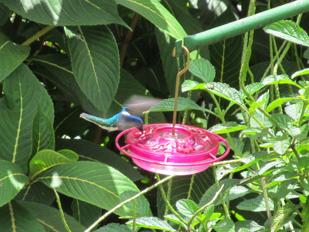 Asa Wright Nature Center hummingbirds in Trinidad