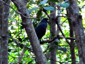 Caroni Swamp is a mini Everglades in Trinidad & Tobago