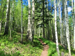 Berry Picker Trail Vail adventure up to the mountain peak