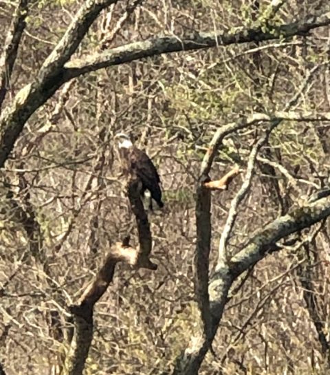Eleven Point River float trips in the Missouri Ozarks is a ten