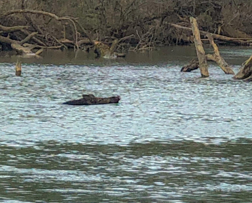 Eleven Point River float trips in the Missouri Ozarks is a ten