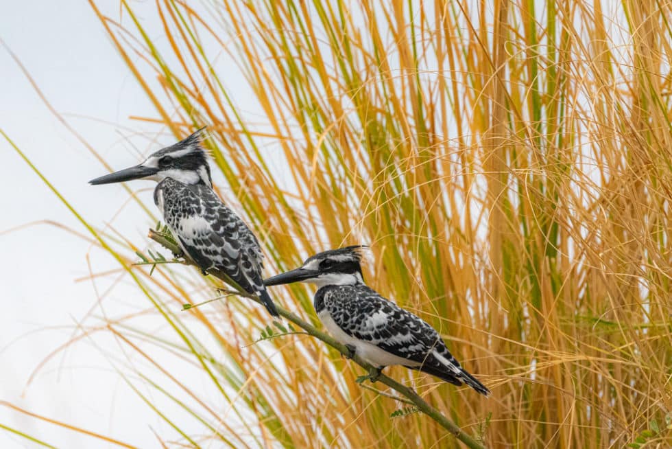 Birds in Chobe National Park Botswana African safari