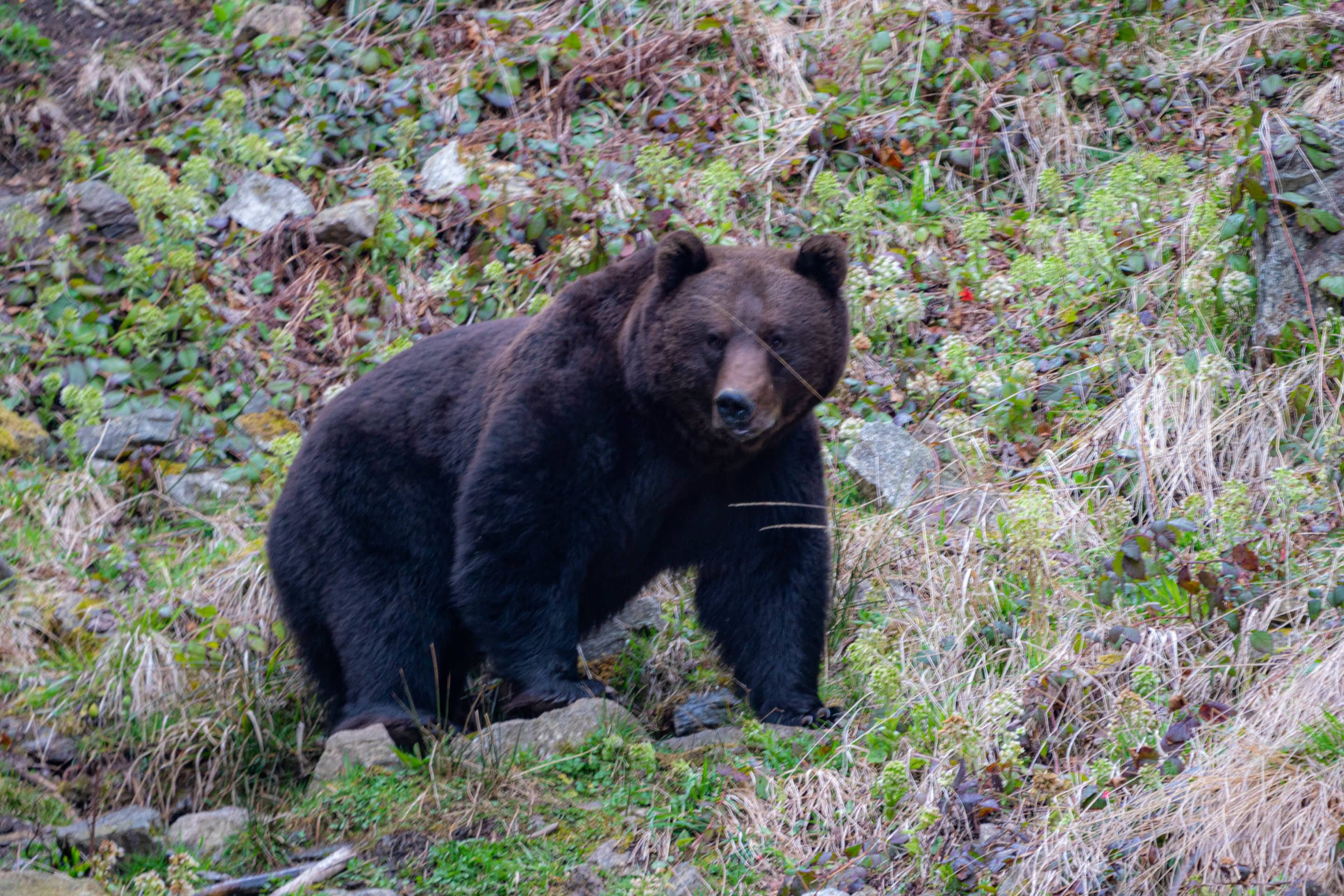 Romania bear tour near Piatra Craiului National Park