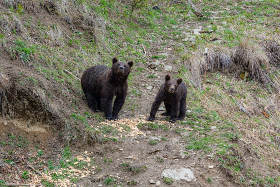 Romania bear tour near Piatra Craiului National Park