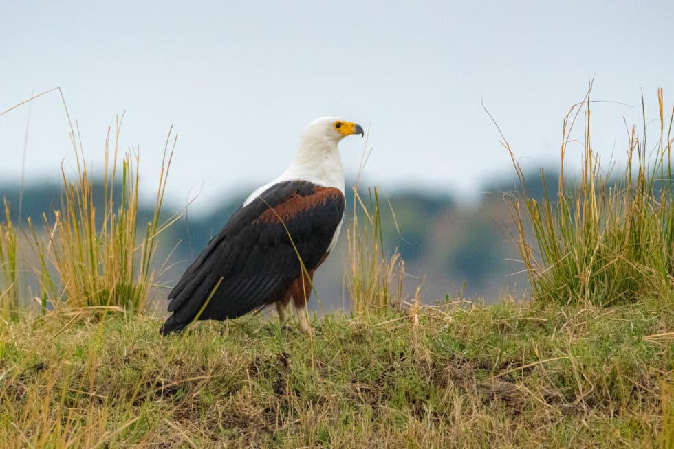 Birds in Chobe National Park Botswana African safari