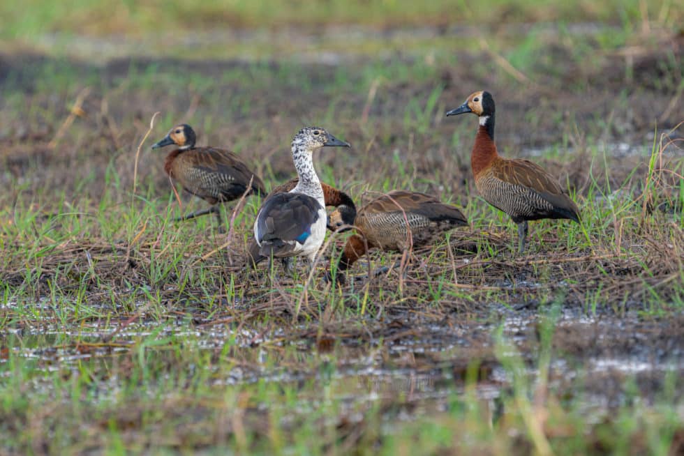 Birds in Chobe National Park Botswana African safari