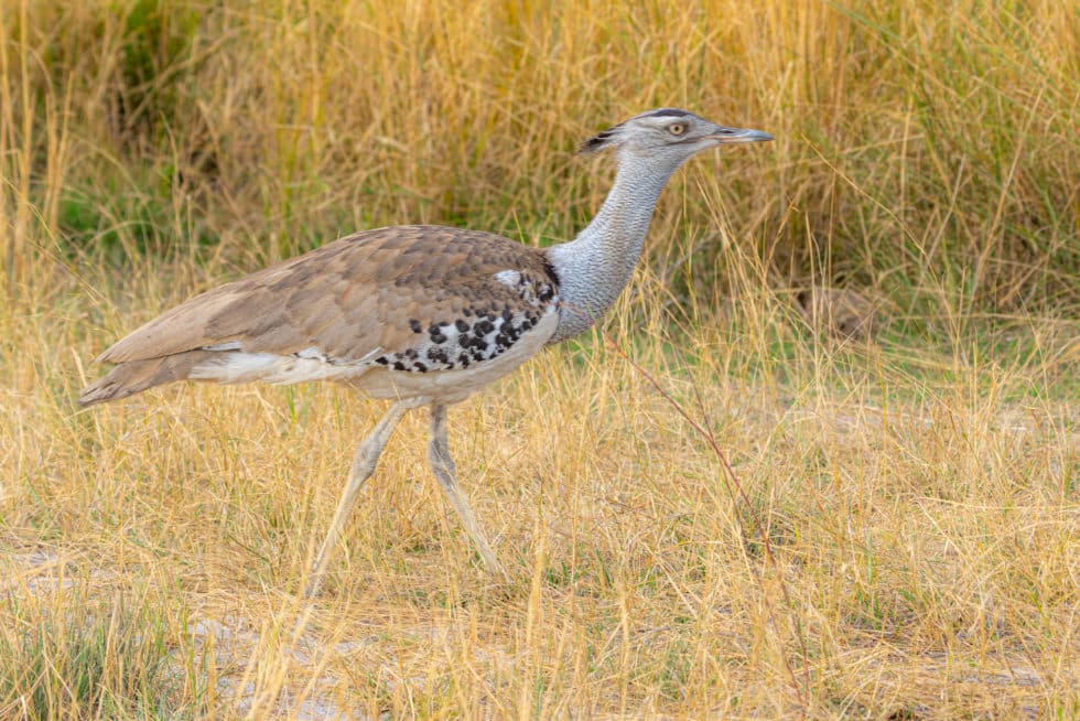 Birds in Chobe National Park Botswana African safari