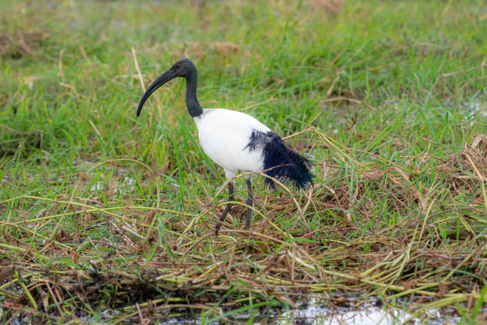 Birds in Chobe National Park Botswana African safari
