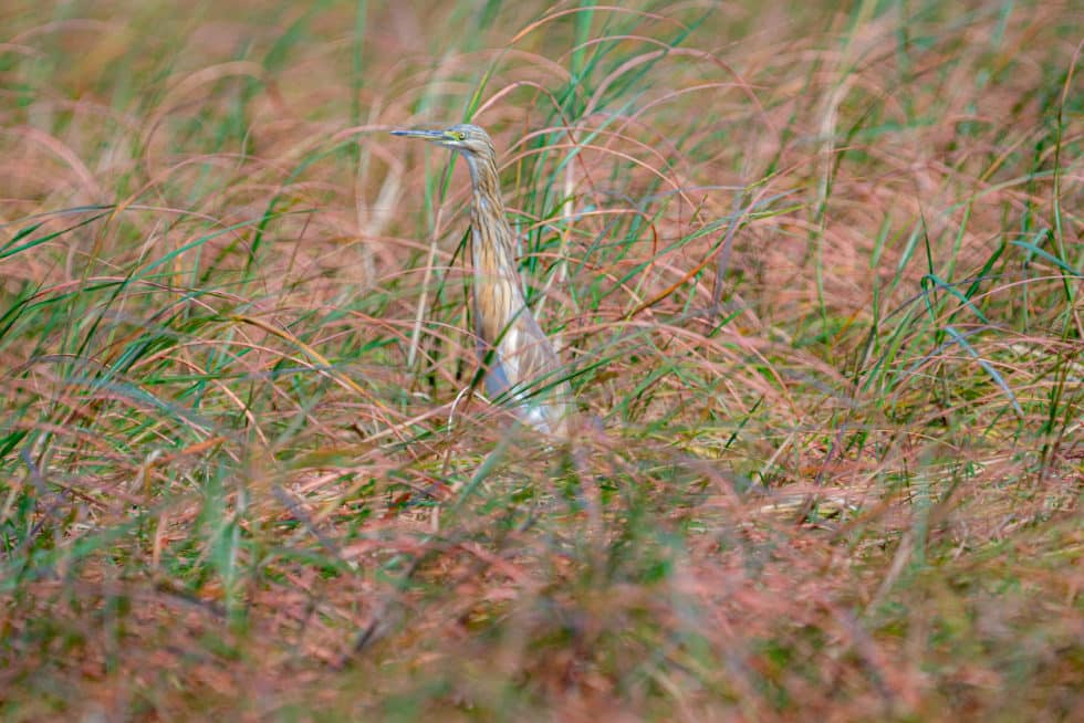Birds in Chobe National Park Botswana African safari