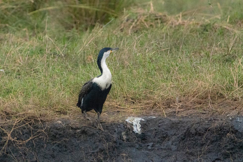 Birds in Chobe National Park Botswana African safari